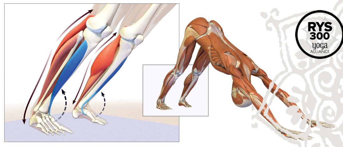 Anatomy Clinic: Fascia - 3D support structure of the asanas | GaiaYoga